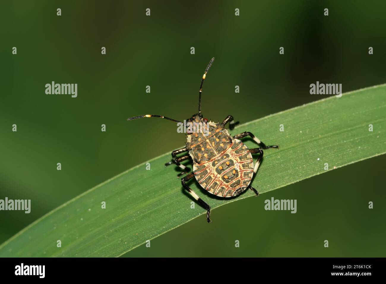 a kind of insects stinkbug Stock Photo - Alamy