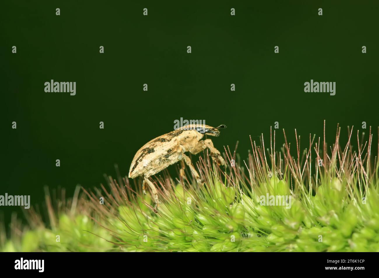 a kind of insect has a long nose Stock Photo - Alamy