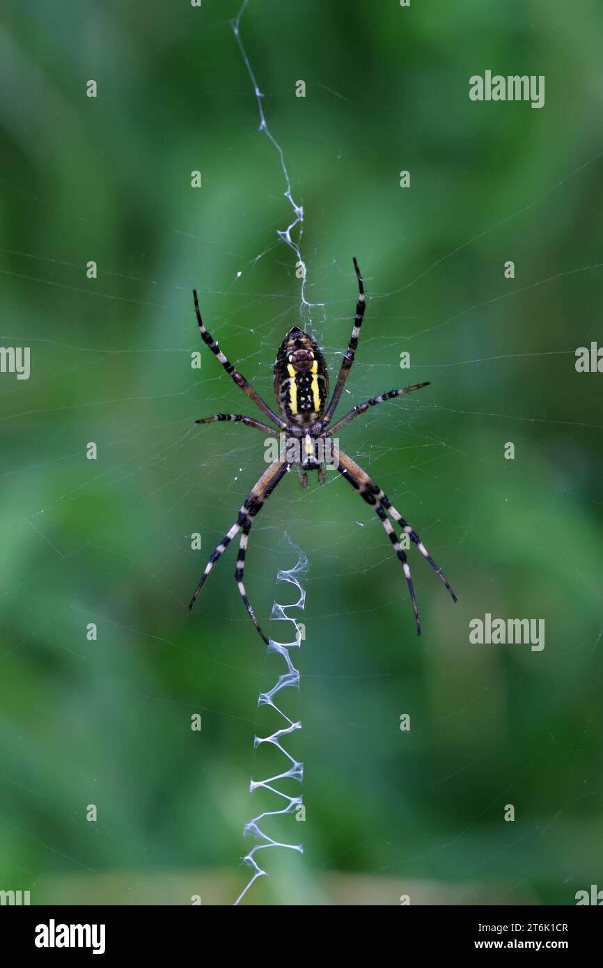 Ecological networks hi-res stock photography and images - Alamy