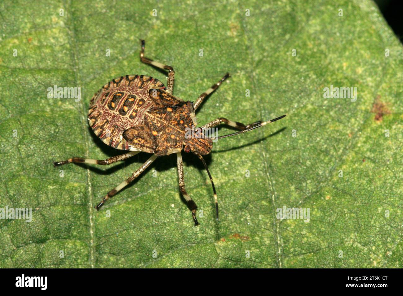 Bug fart hi-res stock photography and images - Alamy