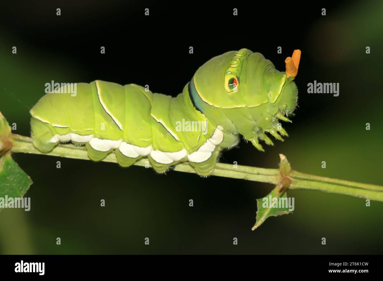 a kind of insects named papilionidae Stock Photo - Alamy