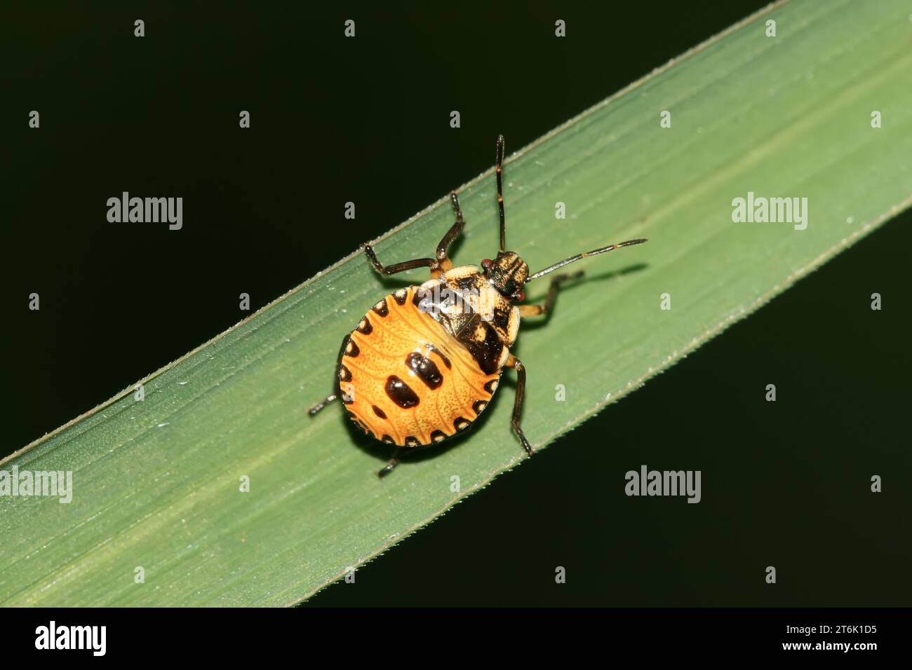 a kind of insects stinkbug Stock Photo - Alamy