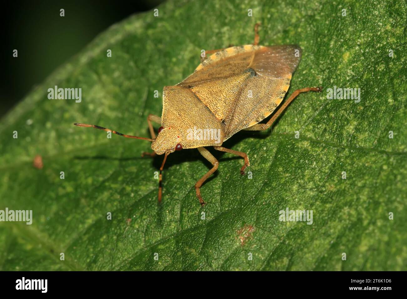 Bug fart hi-res stock photography and images - Alamy