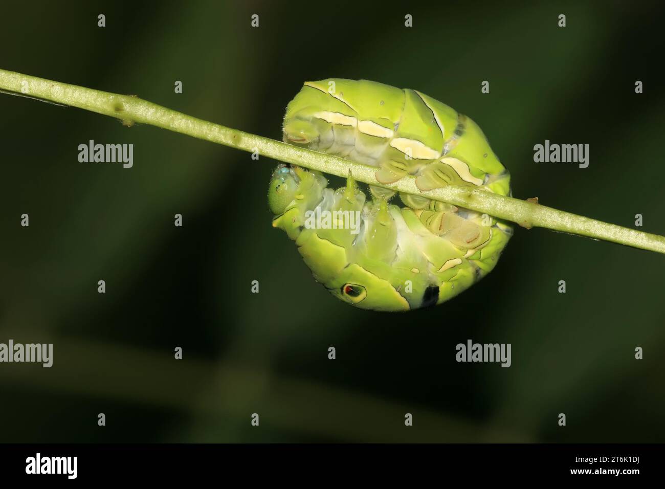 a kind of insects named papilionidae Stock Photo - Alamy