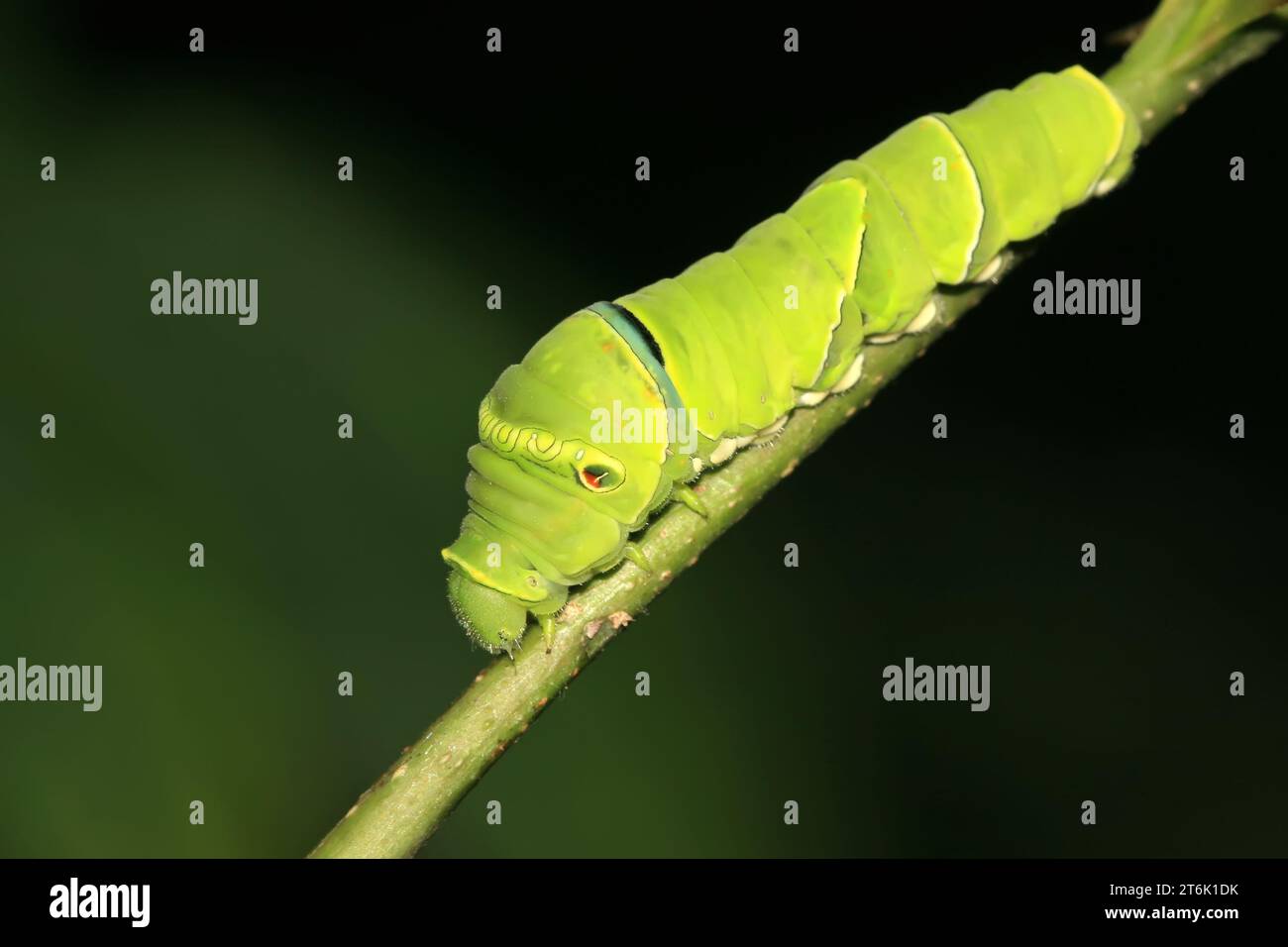 a kind of insects named papilionidae Stock Photo - Alamy