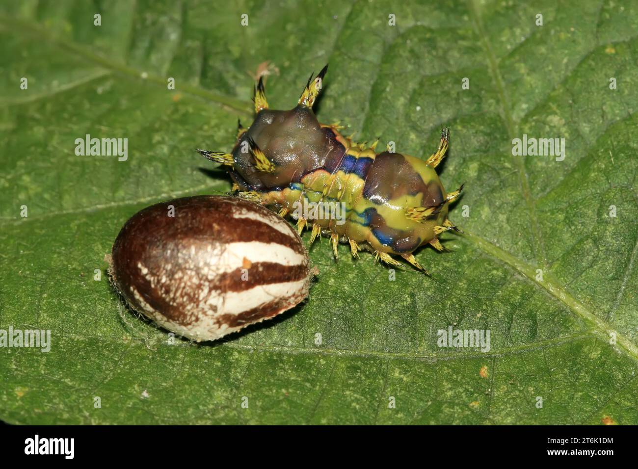 a kind of insects named lepidoptera Stock Photo - Alamy