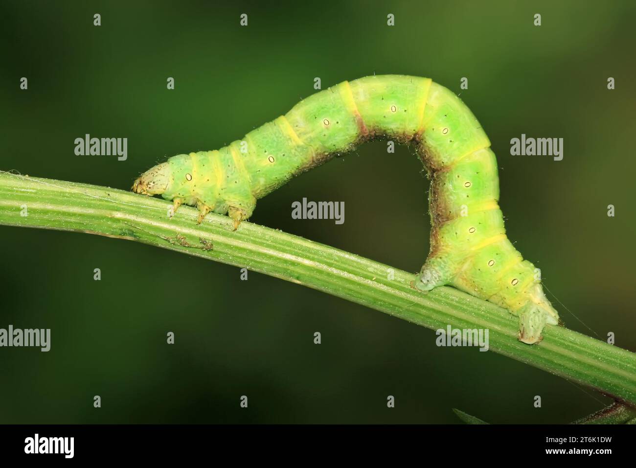 Cotton insect big bridge hi-res stock photography and images - Alamy