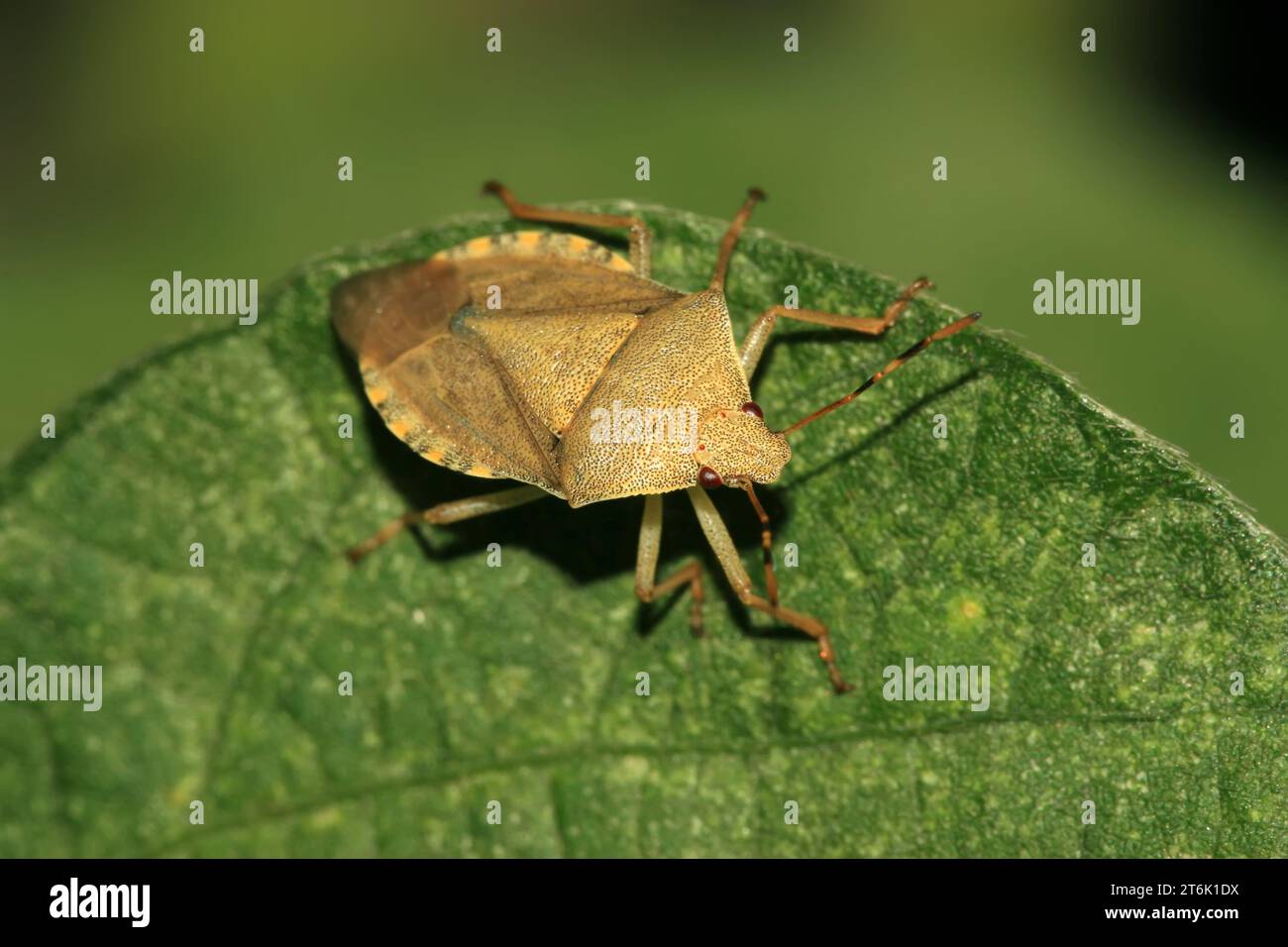 a kind of insects stinkbug Stock Photo - Alamy