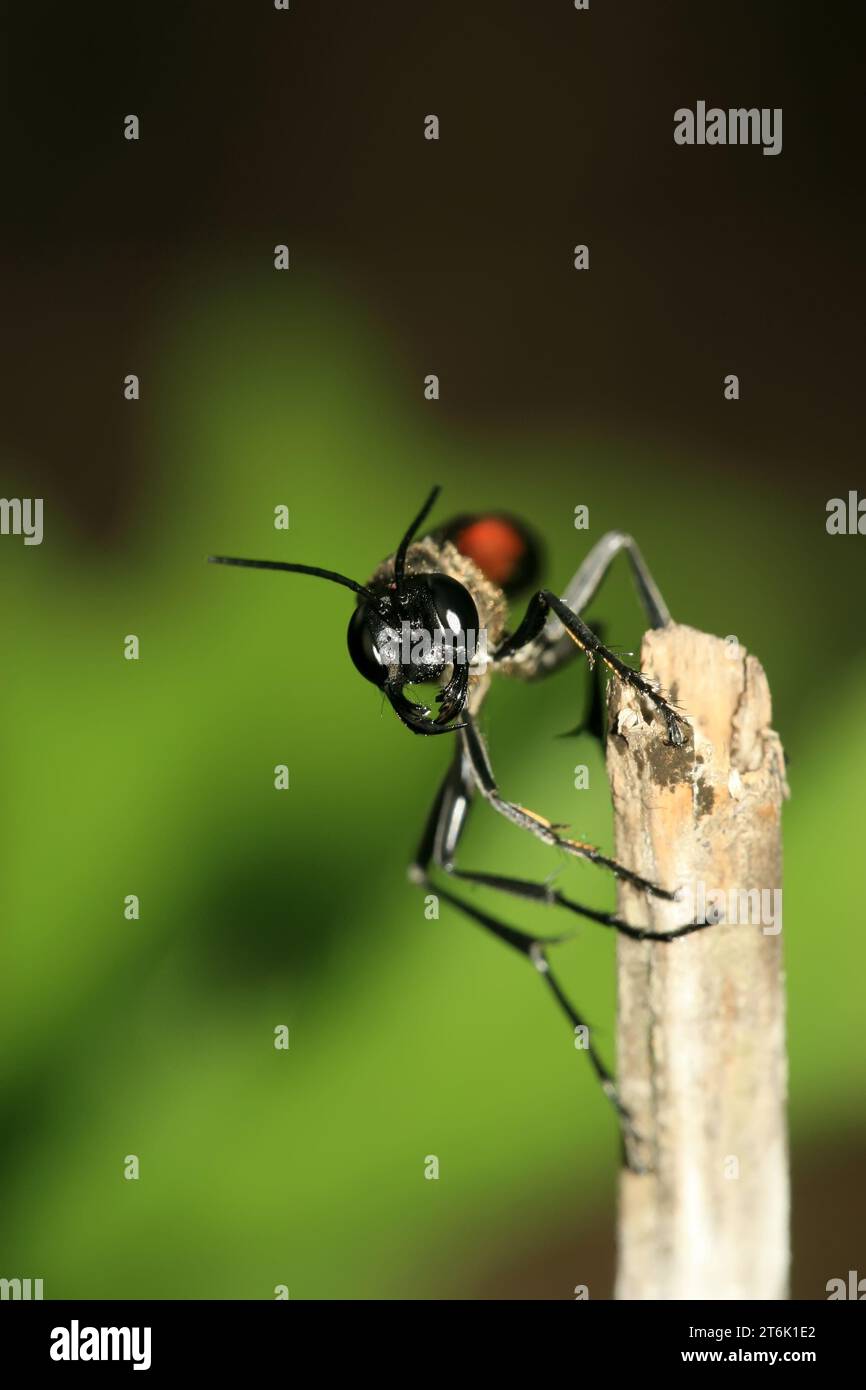 Hymenoptera insects hi-res stock photography and images - Alamy