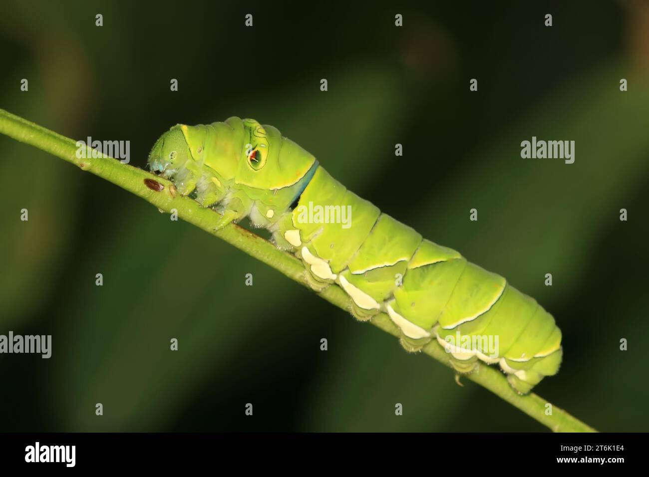 a kind of insects named papilionidae Stock Photo - Alamy