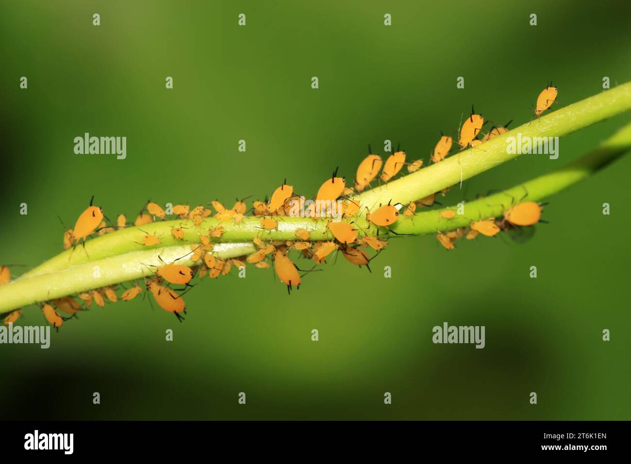 a kind of insects named aphid Stock Photo - Alamy