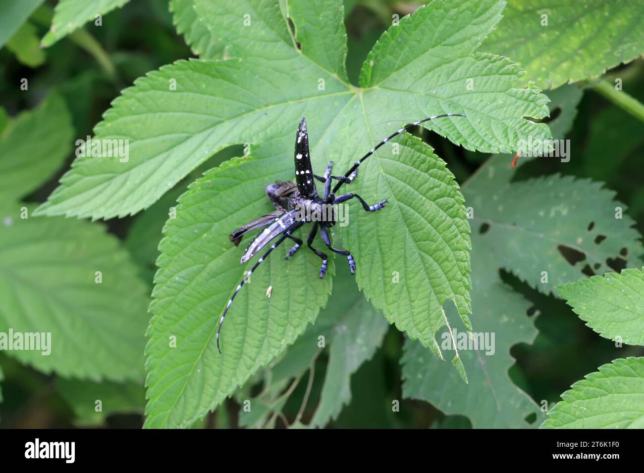 Anoplophora hi-res stock photography and images - Alamy