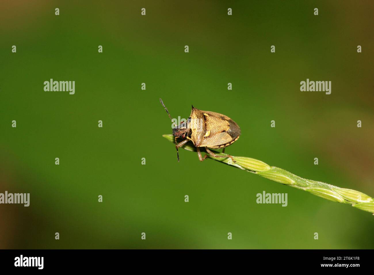 a kind of insects stinkbug Stock Photo - Alamy