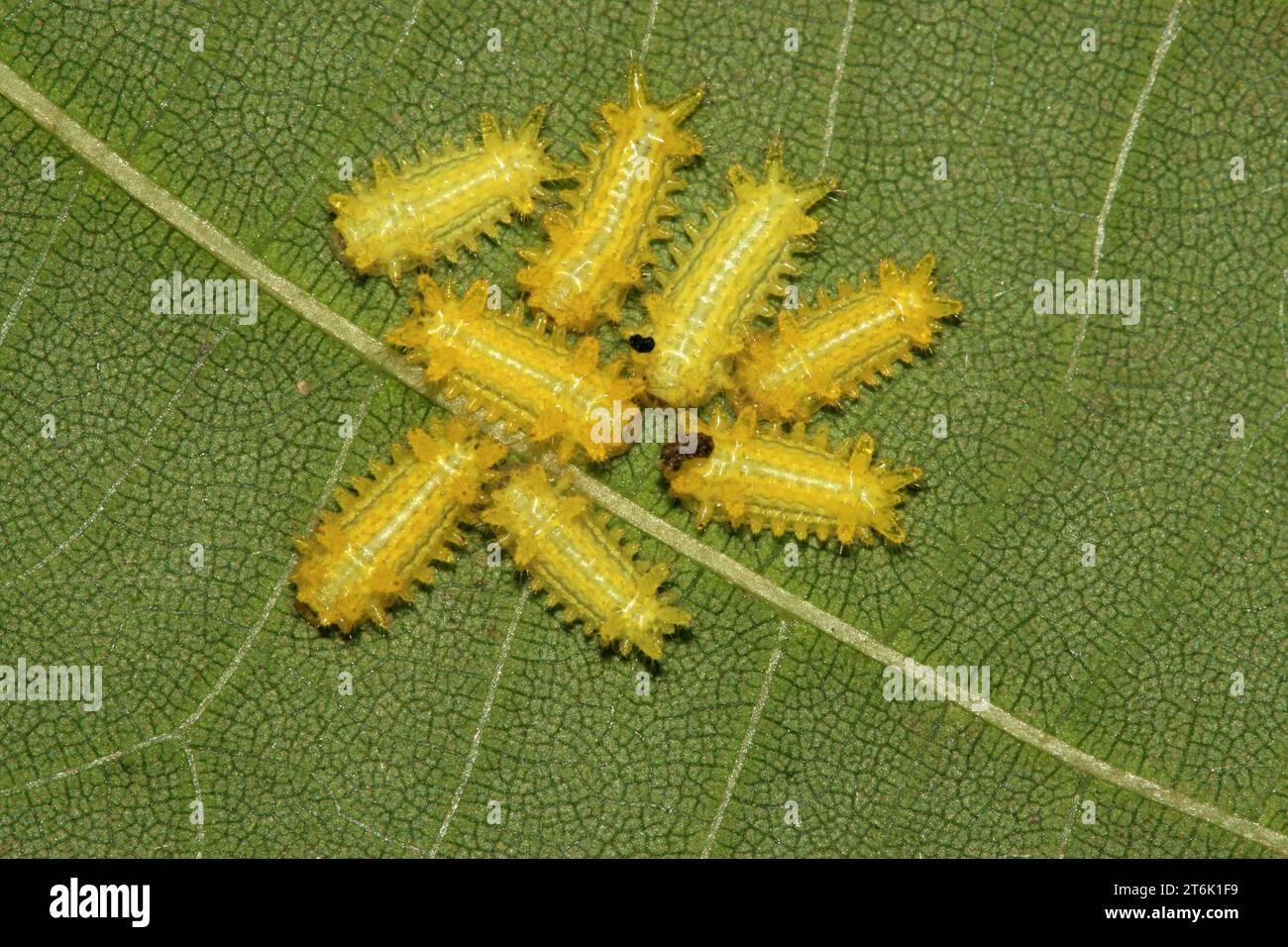 Postornata larvae hi-res stock photography and images - Alamy