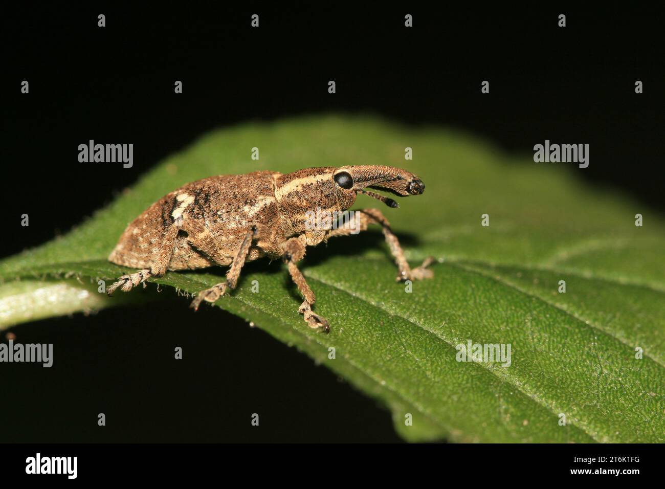 a kind of insect has a long nose Stock Photo - Alamy
