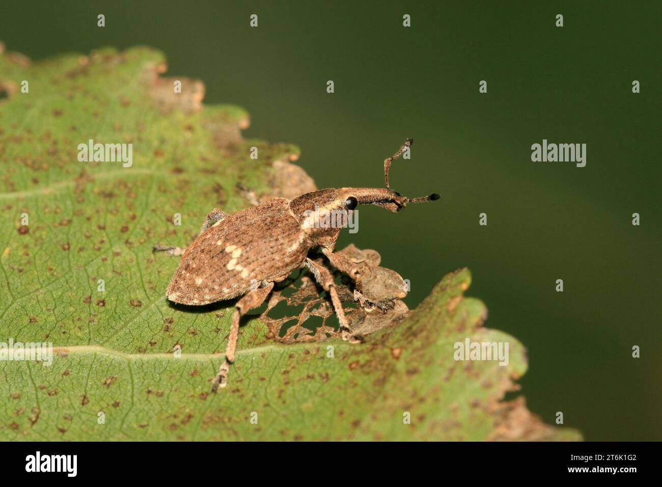 a kind of insect has a long nose Stock Photo - Alamy