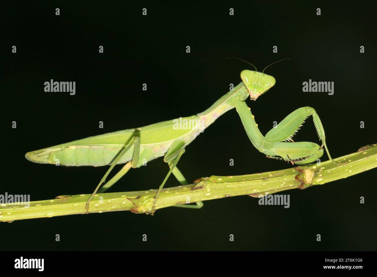 Mantis features hi-res stock photography and images - Alamy