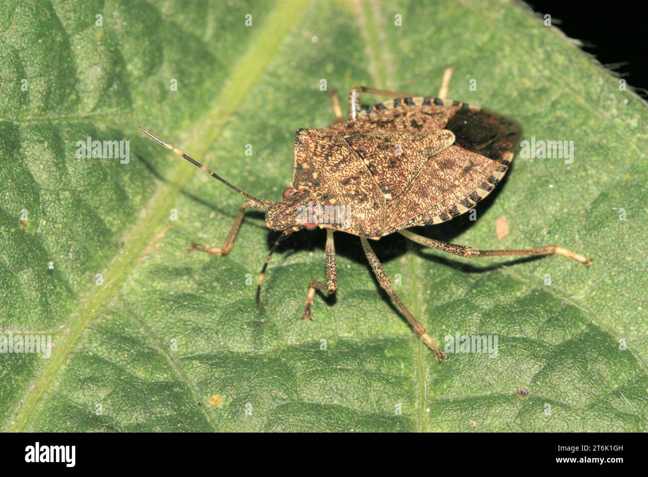 a kind of insects stinkbug Stock Photo - Alamy