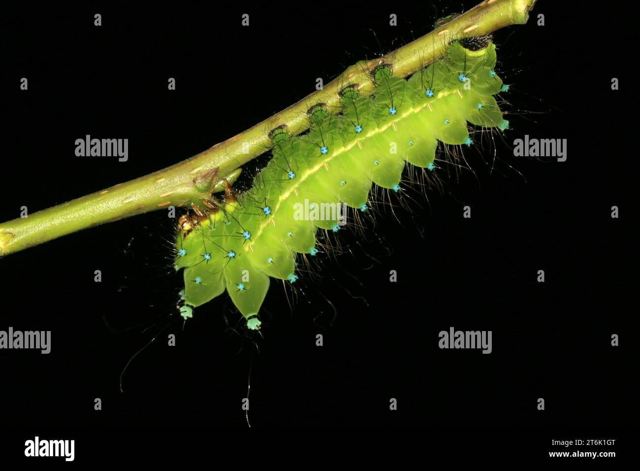 closeup of green insects larvae Stock Photo - Alamy