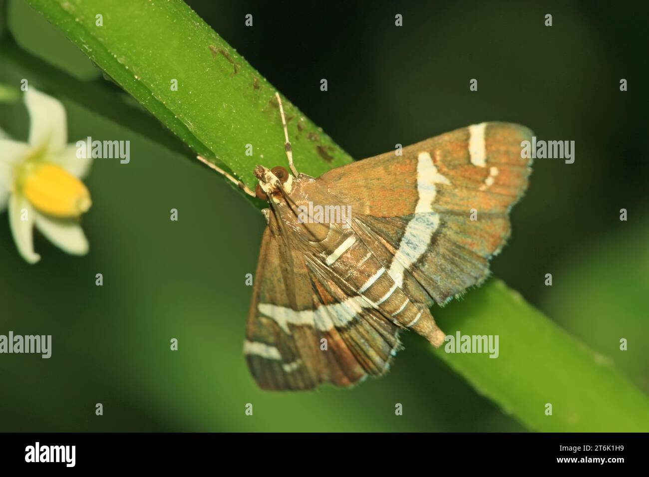 leucorrhea beet field borer, a kind of insects Stock Photo - Alamy