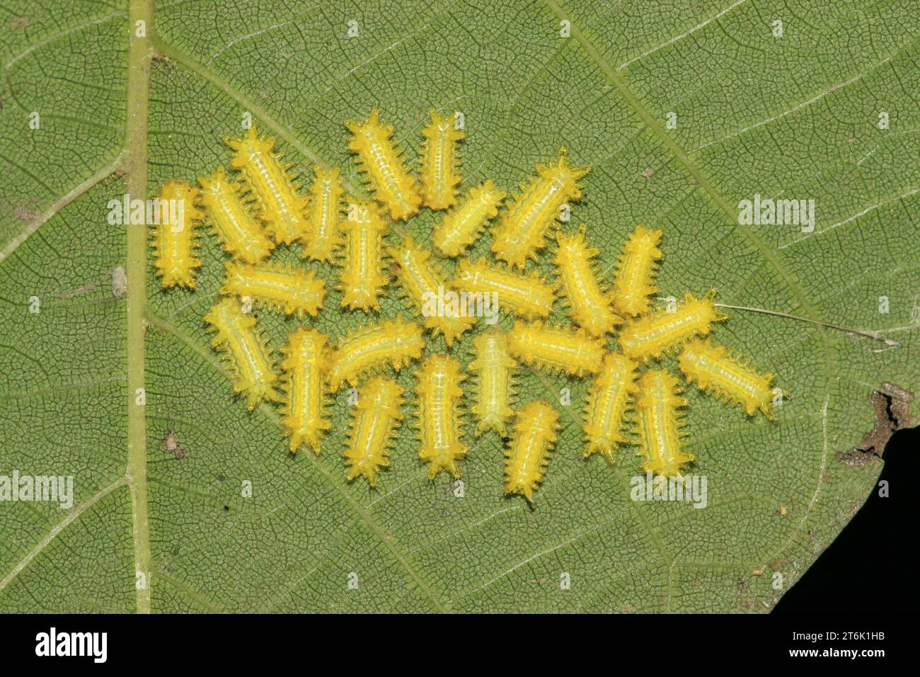 Postornata larvae hi-res stock photography and images - Alamy