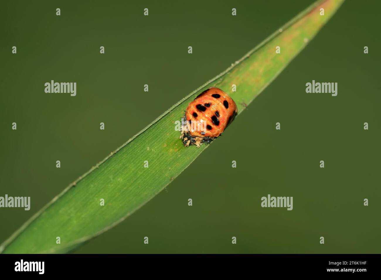 a kind of insects ladybug Stock Photo - Alamy