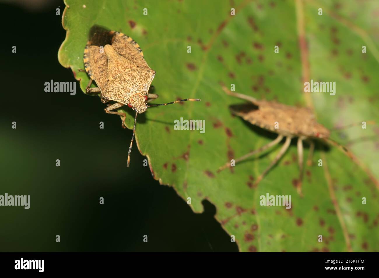 Bug fart hi-res stock photography and images - Alamy