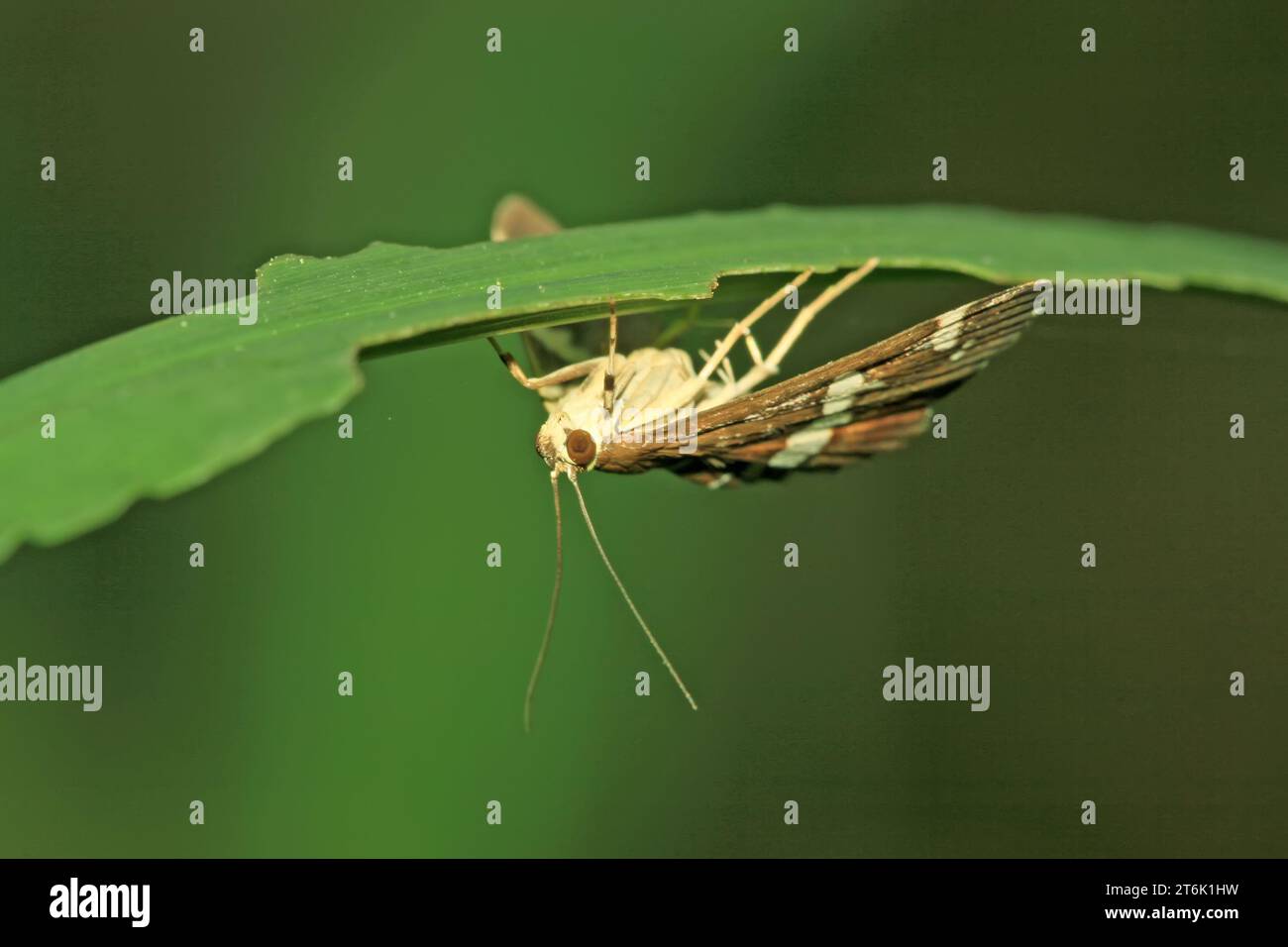 Borer insects hi-res stock photography and images - Alamy