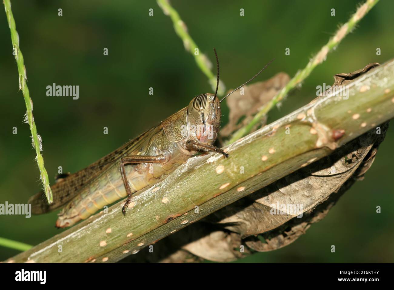 Young orthoptera hi-res stock photography and images - Alamy