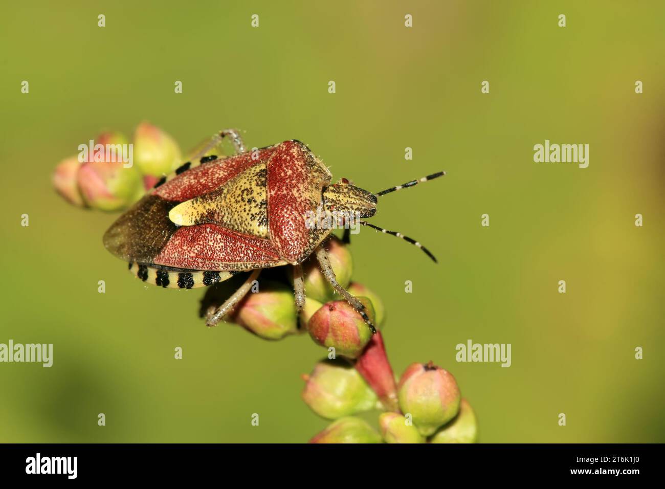 a kind of insects stinkbug Stock Photo - Alamy