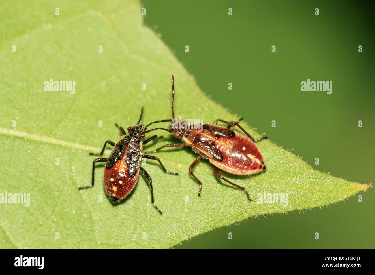 Bug fart hi-res stock photography and images - Alamy