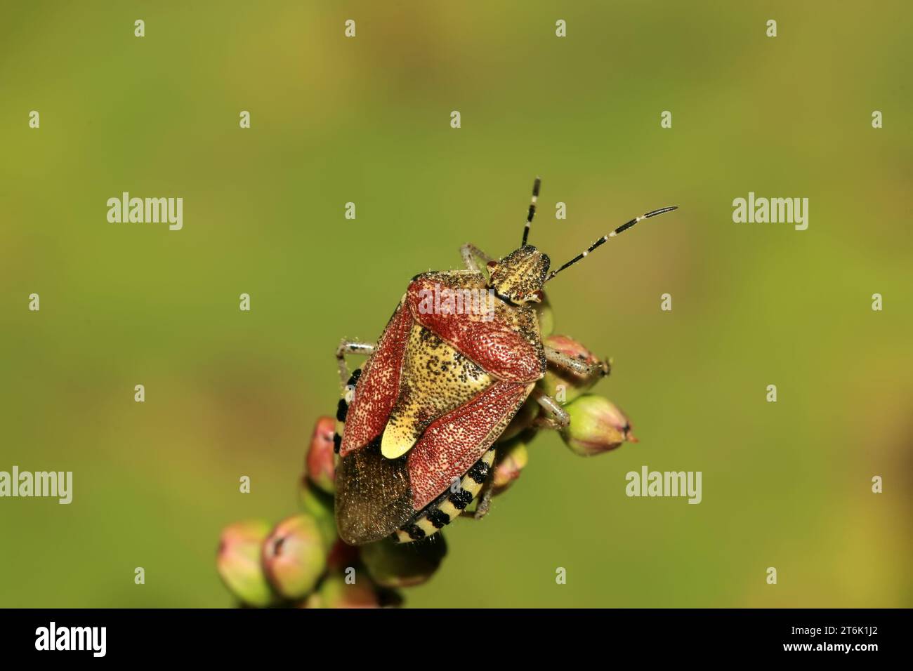 a kind of insects stinkbug Stock Photo - Alamy