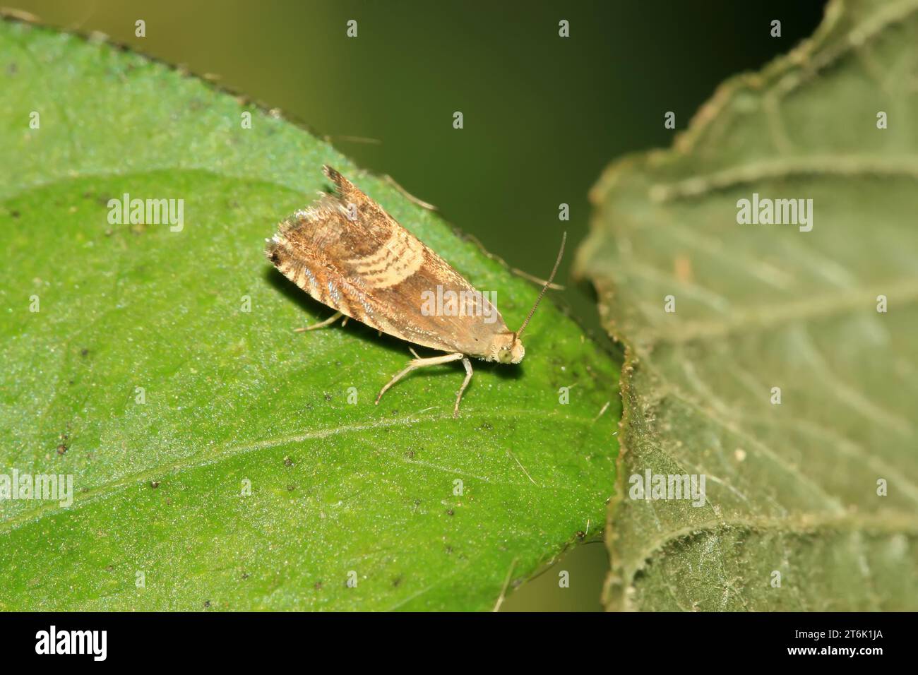 a kind of moths insects Stock Photo - Alamy