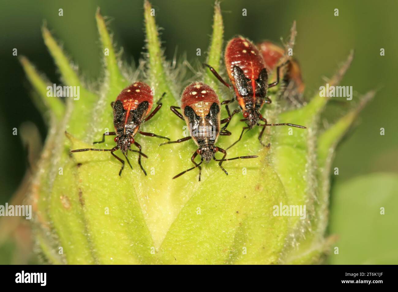 a kind of insects stinkbug Stock Photo - Alamy