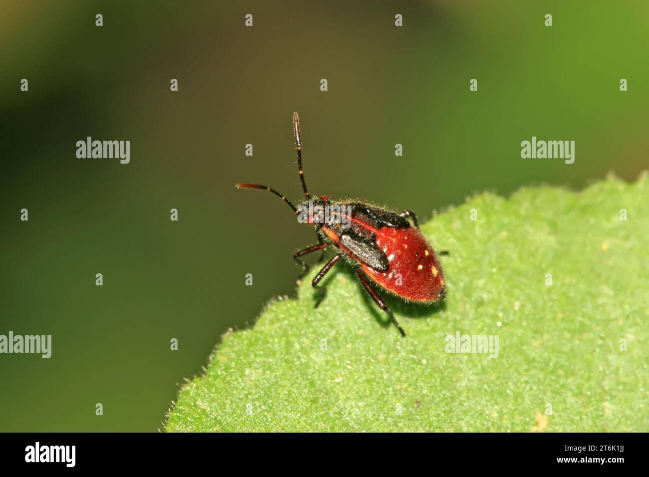 a kind of insects stinkbug Stock Photo - Alamy