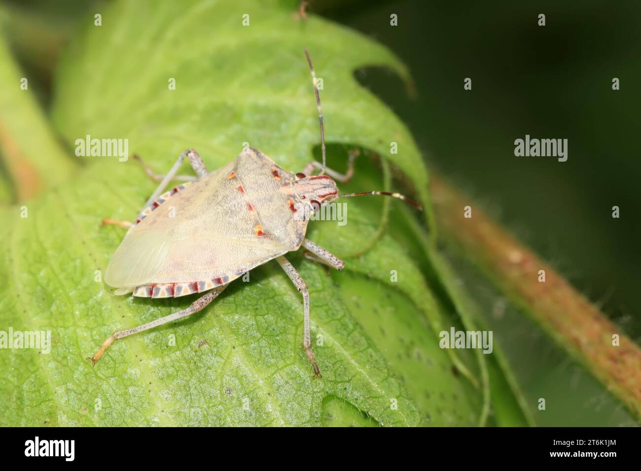 Bug fart hi-res stock photography and images - Alamy