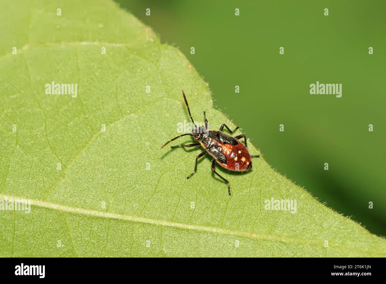 Bug fart hi-res stock photography and images - Alamy