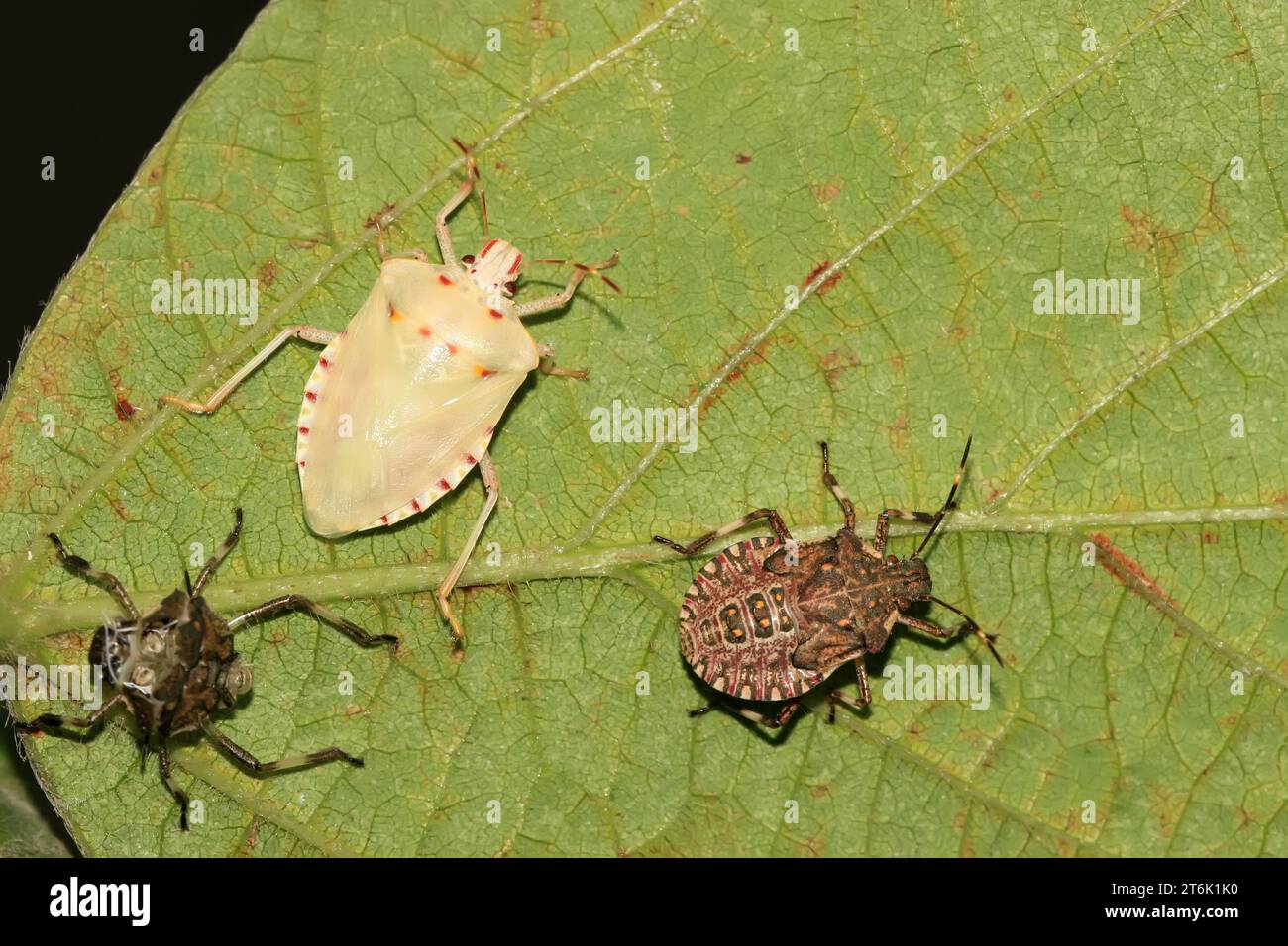 a kind of insects stinkbug Stock Photo - Alamy