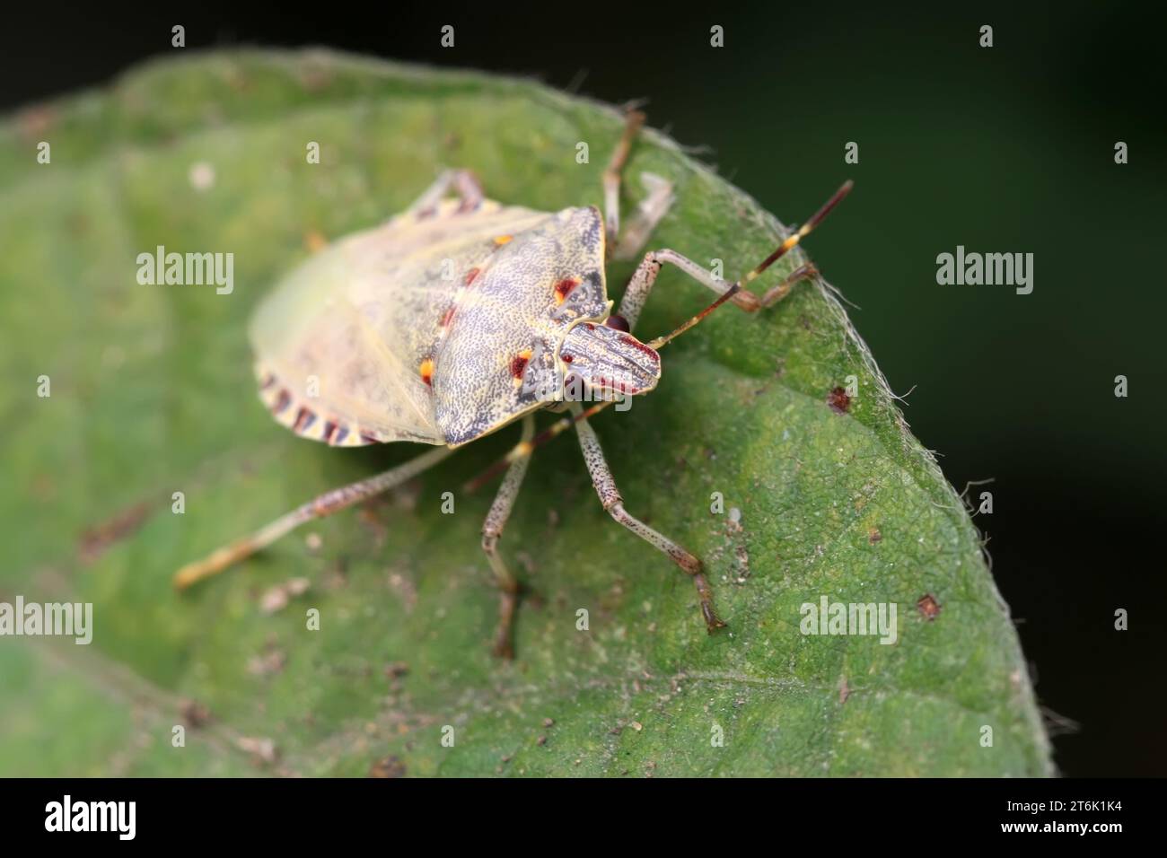 a kind of insects stinkbug Stock Photo - Alamy