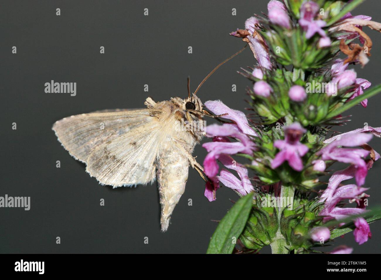 Moths range hi-res stock photography and images - Alamy