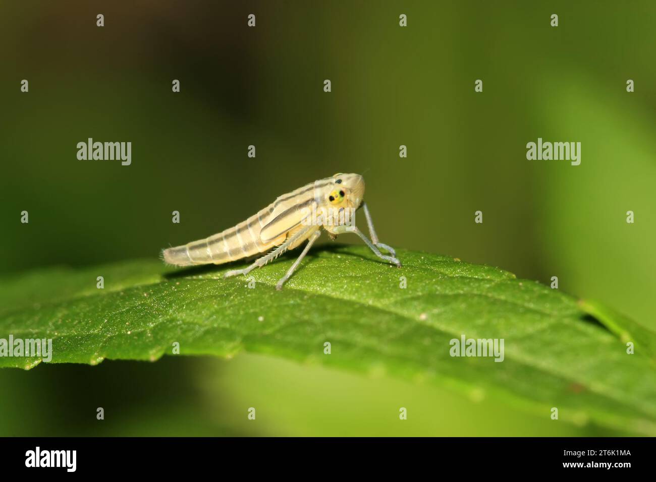 a kind of homoptera insects Stock Photo - Alamy