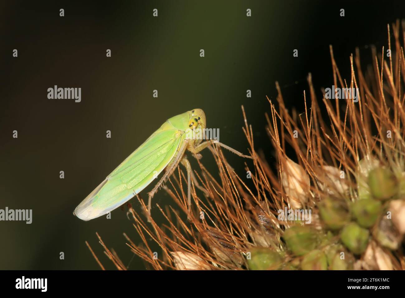a kind of homoptera insects Stock Photo - Alamy