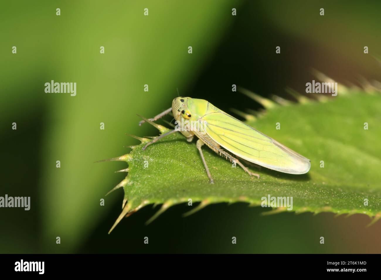 a kind of homoptera insects Stock Photo - Alamy
