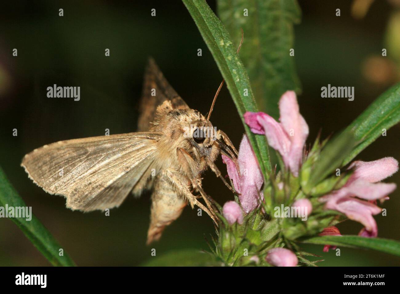 Moths range hi-res stock photography and images - Alamy