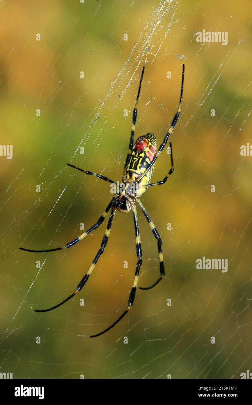 Insect predation details hi-res stock photography and images - Alamy