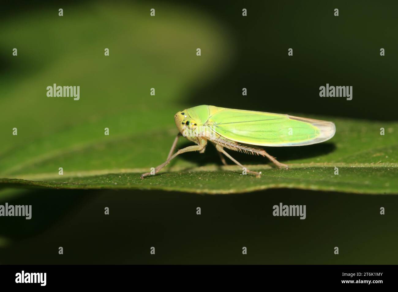a kind of homoptera insects Stock Photo - Alamy