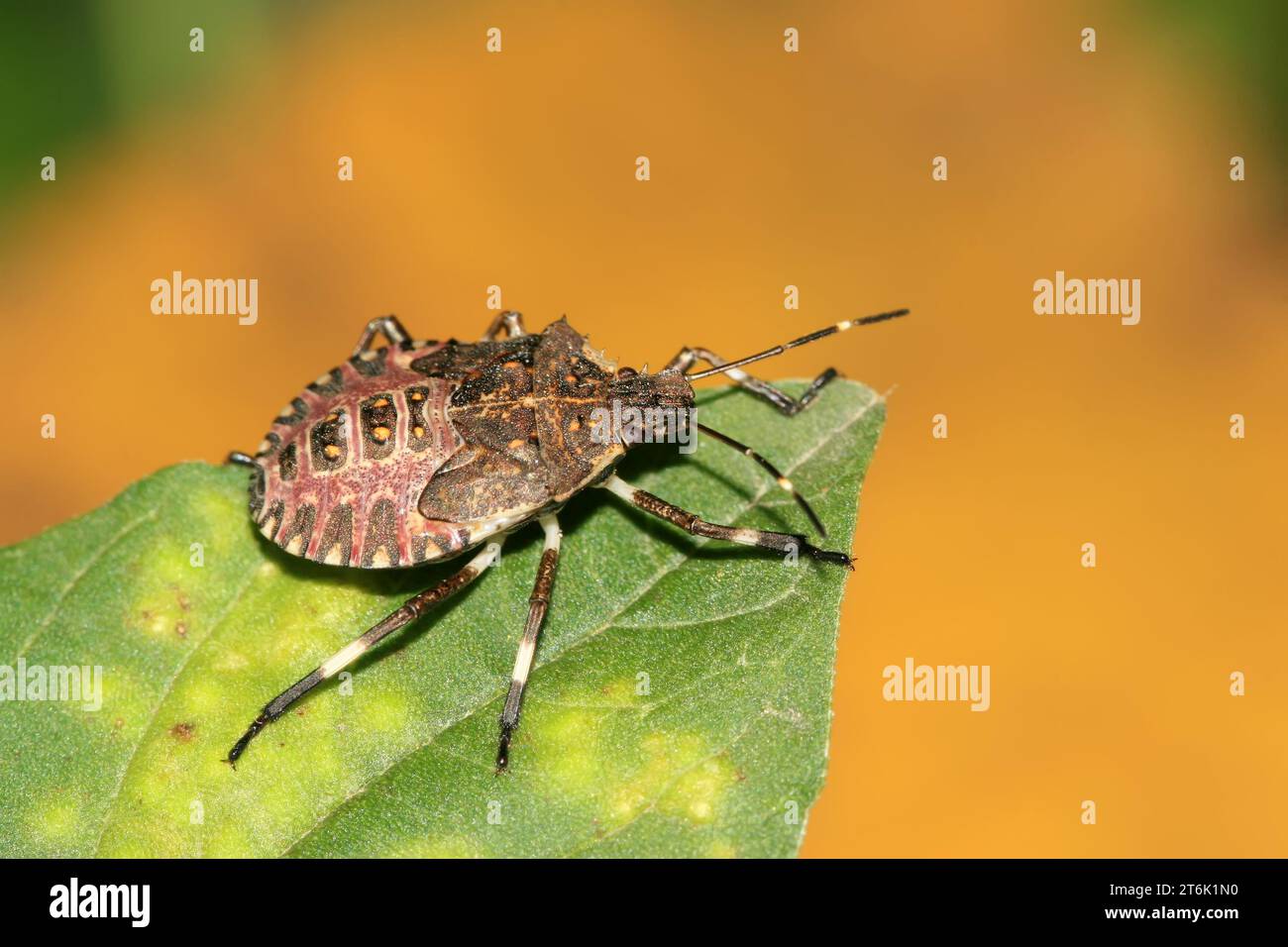 a kind of insects stinkbug Stock Photo - Alamy