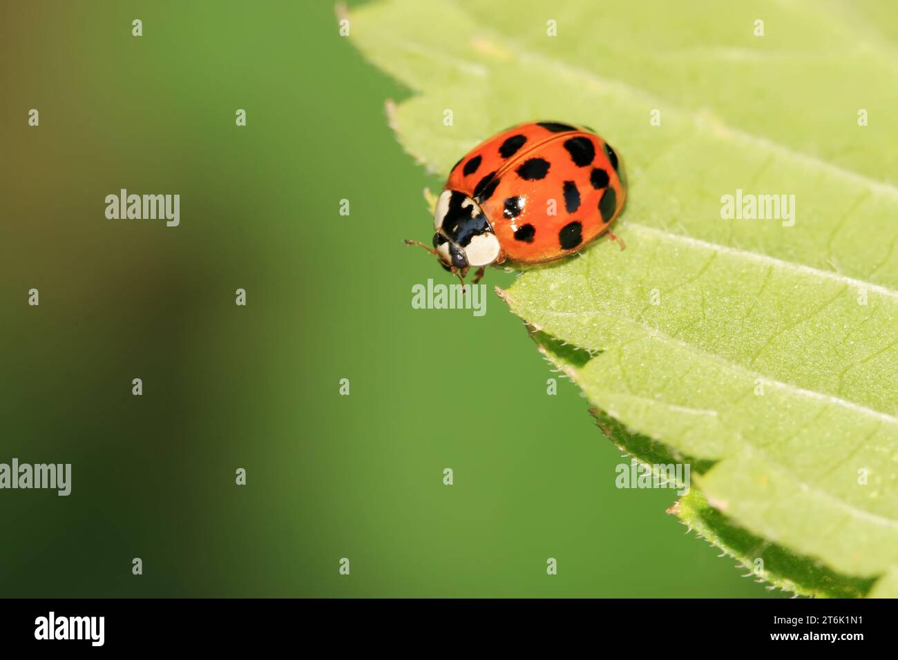 a kind of insects ladybug Stock Photo - Alamy
