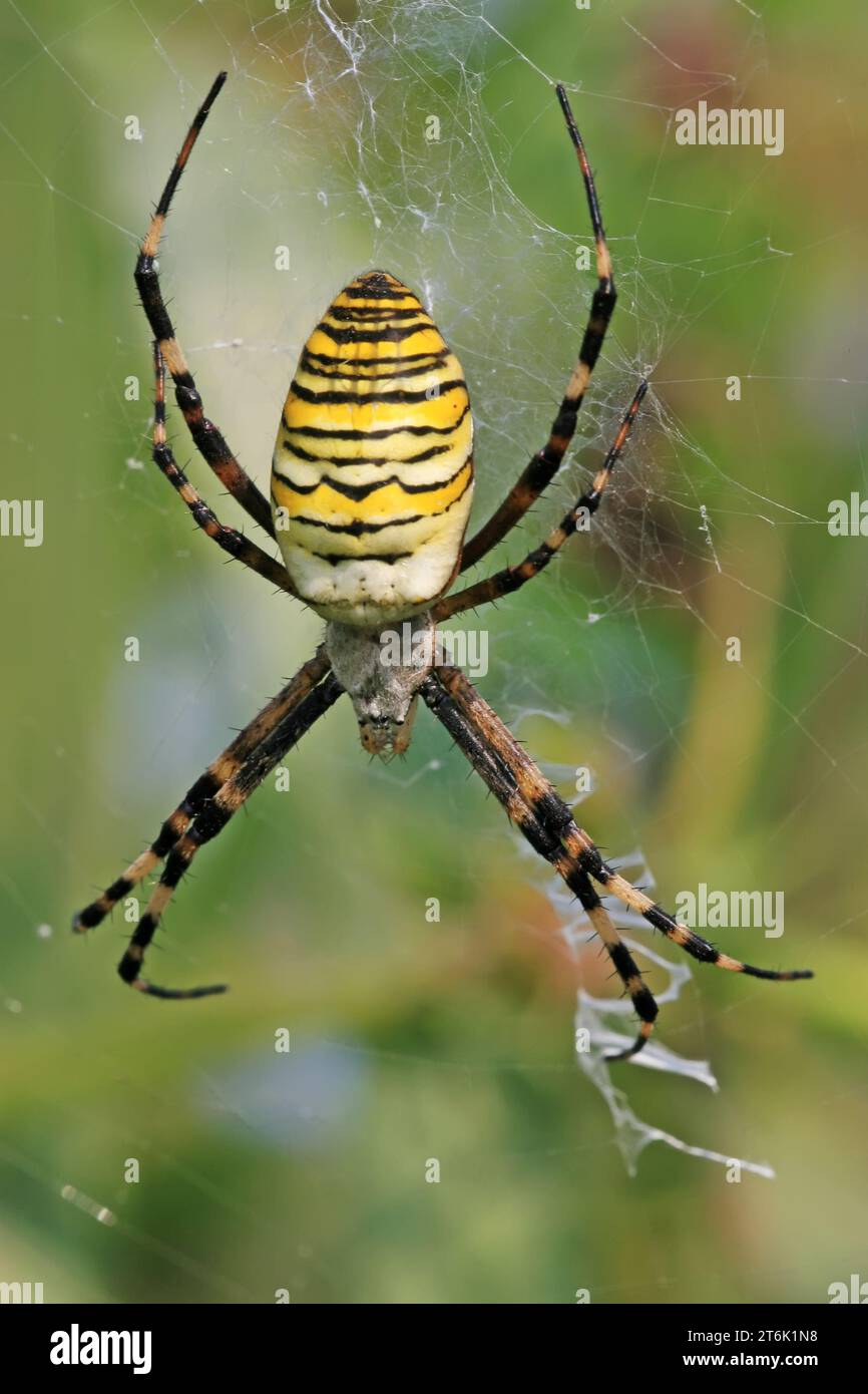 Ecological networks hi-res stock photography and images - Alamy