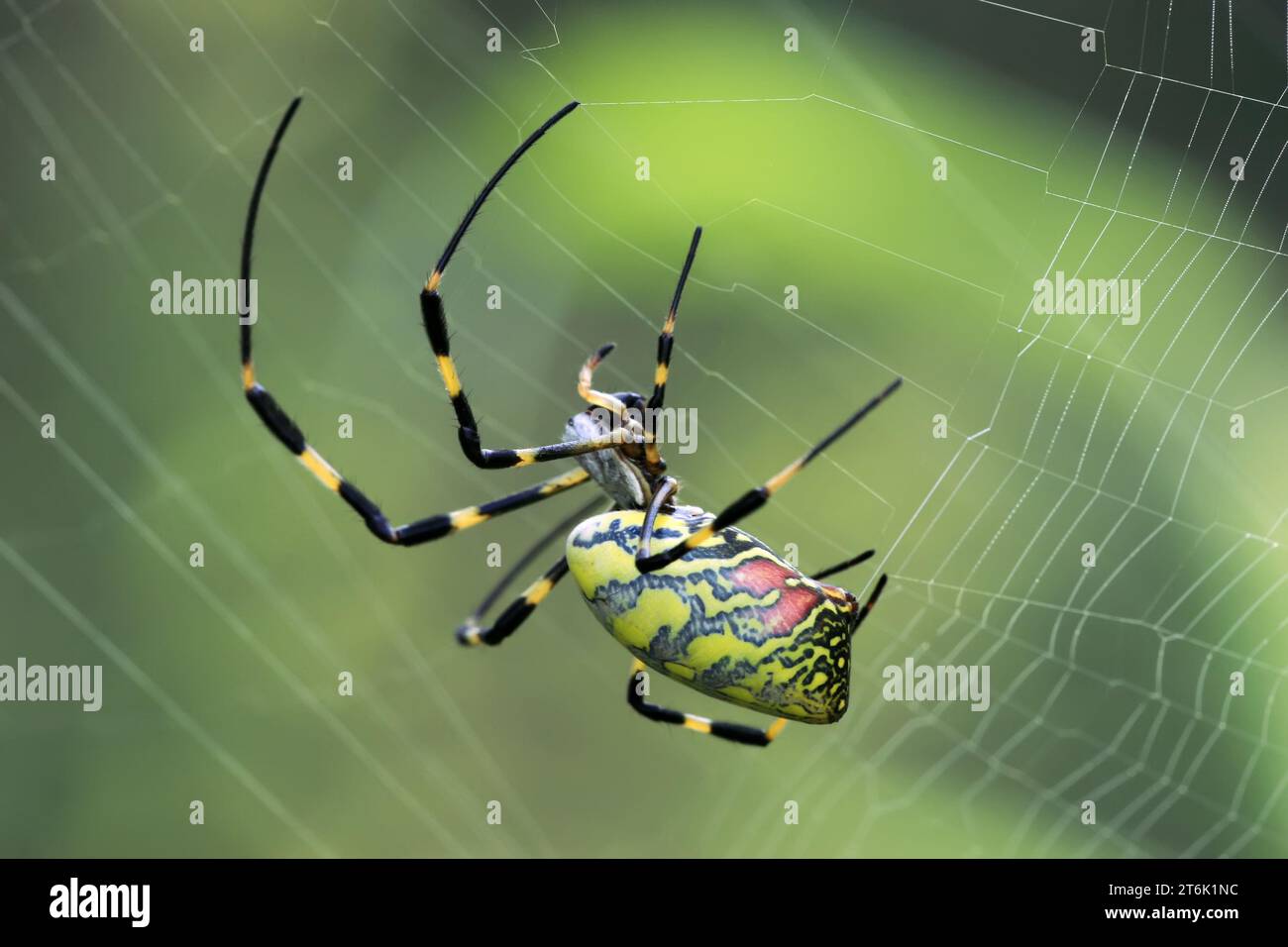 Insect predation details hi-res stock photography and images - Alamy